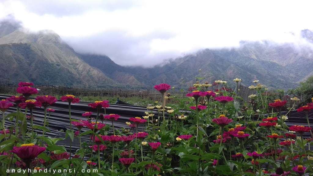 Lembah Sembalun, Si Cantik di Kaki Gunung Rinjani – Blognya Andy Hardiyanti